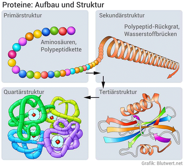 Hämoglobin: roter Blutfarbstoff zum Atmen